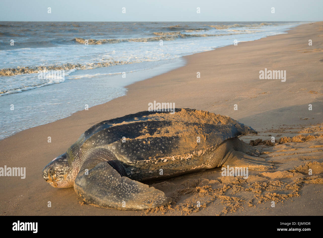 Leatherback sea turtle hi-res stock photography and images - Alamy