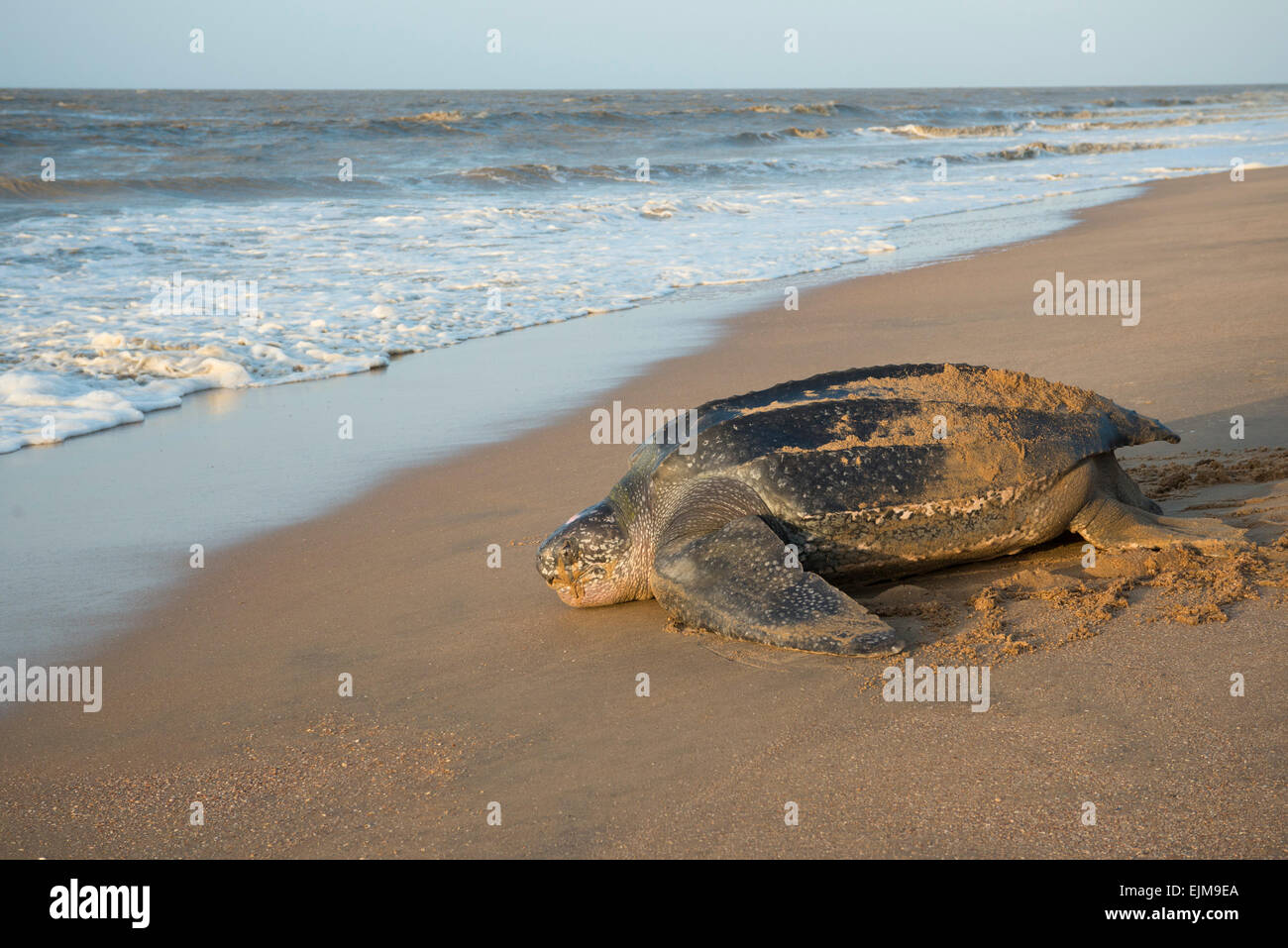 Leatherback sea turtle returning to the sea after nesting on the beach ...