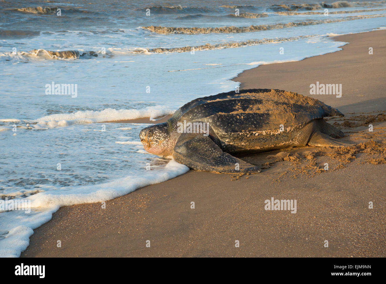 Leatherback sea turtle returning to the sea after nesting on the beach ...