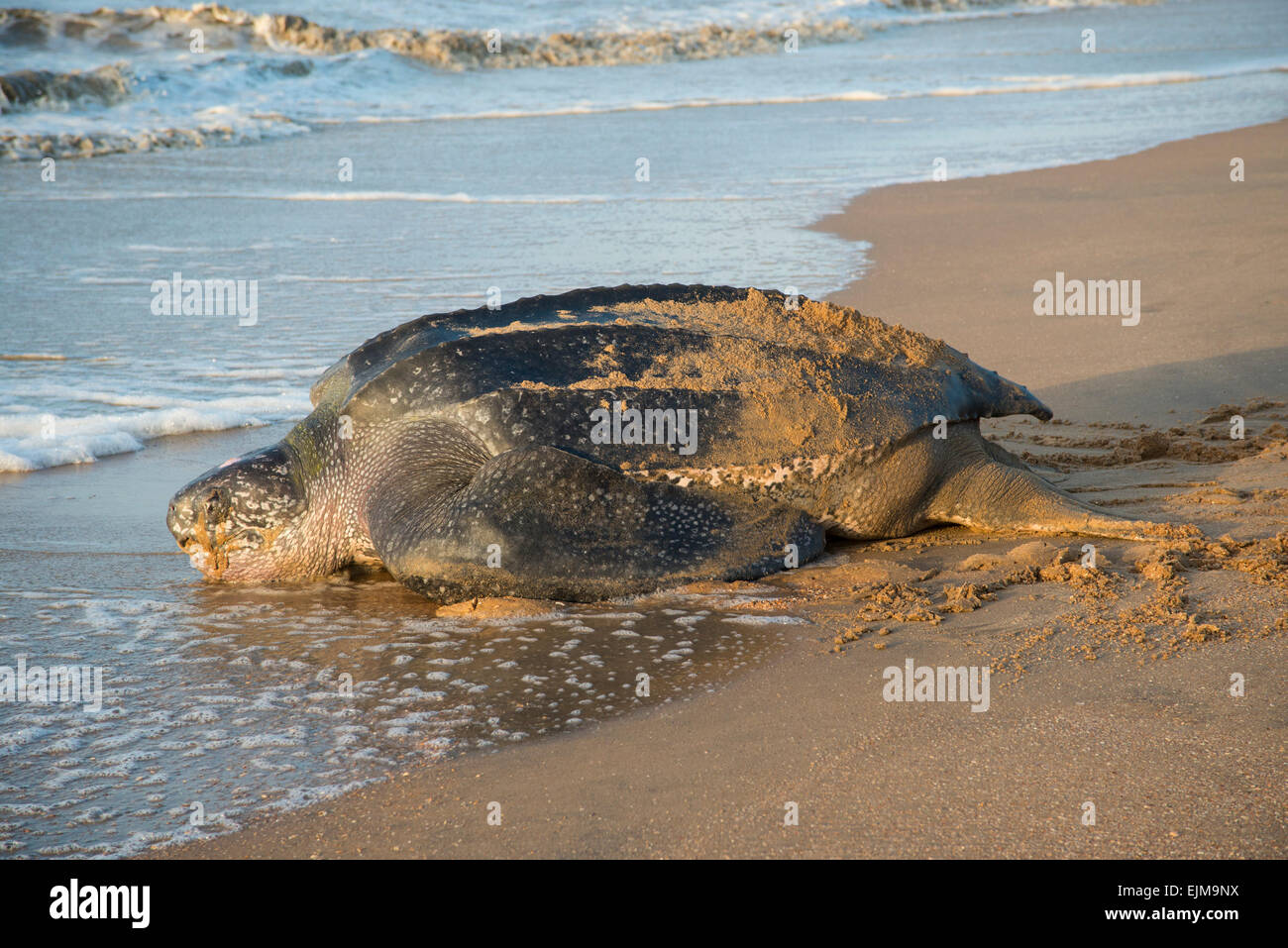 Leatherback sea turtle returning to the sea after nesting on the beach ...