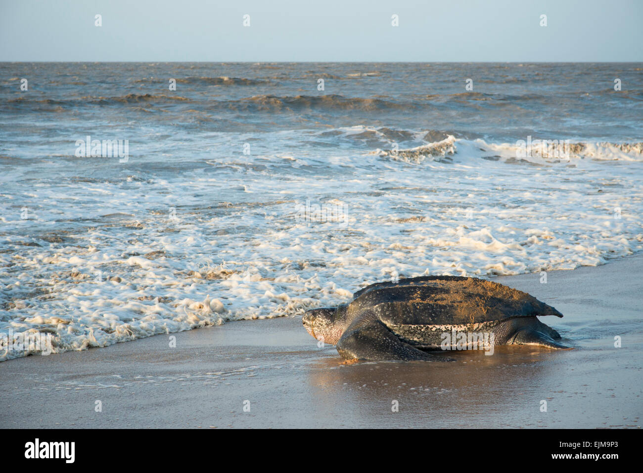 Leatherback sea turtle returning to the sea after nesting on the beach ...