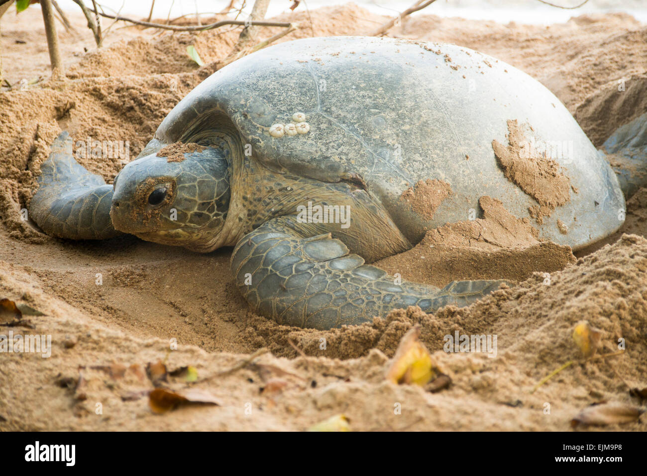 Green turtle nesting on the beach, Chelonia mydas, Matapica, Suriname ...