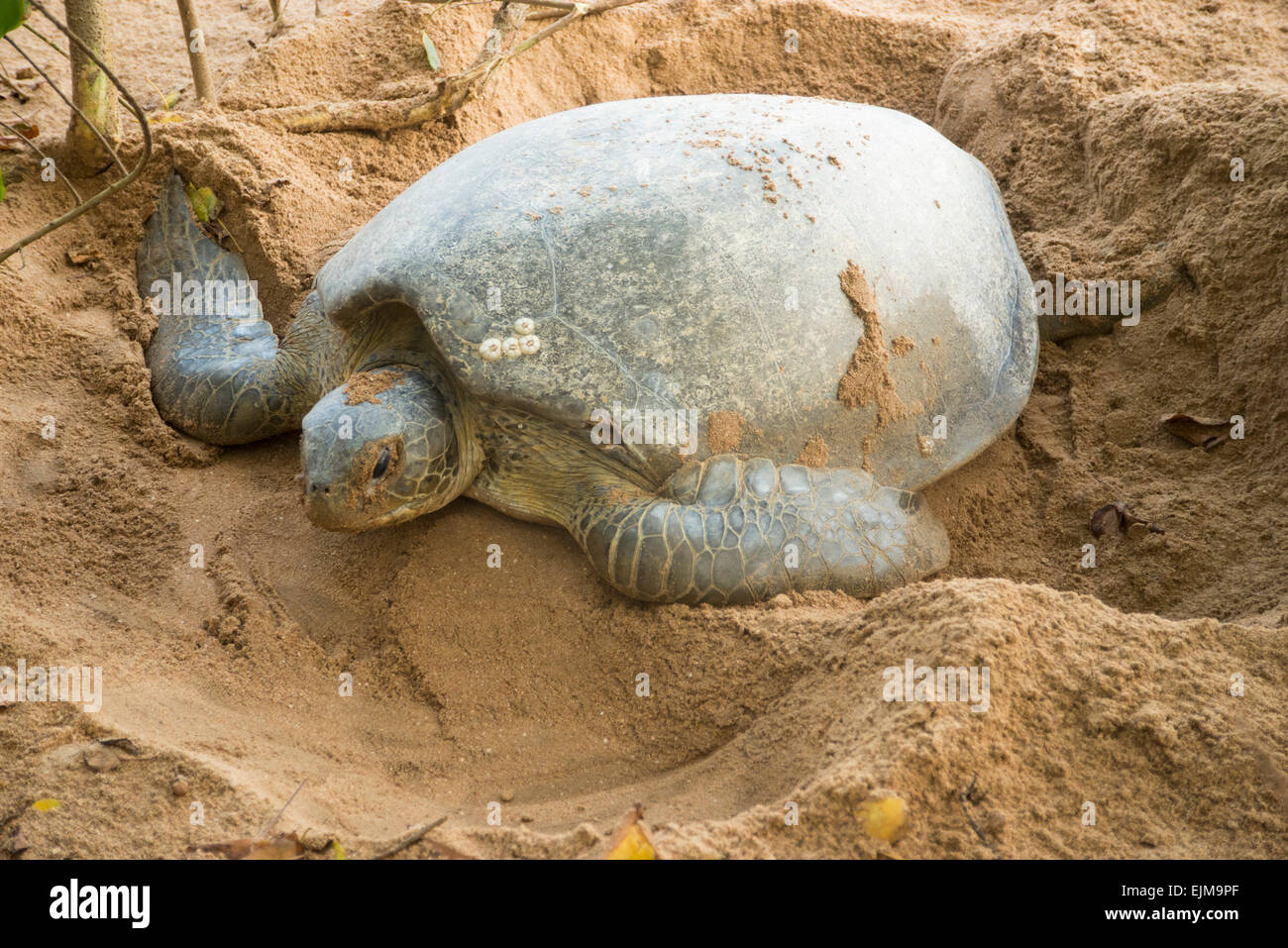 Green turtle nesting on the beach, Chelonia mydas, Matapica, Suriname ...