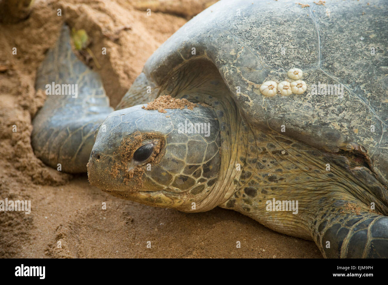 Green turtle nesting on the beach, Chelonia mydas, Matapica, Suriname ...