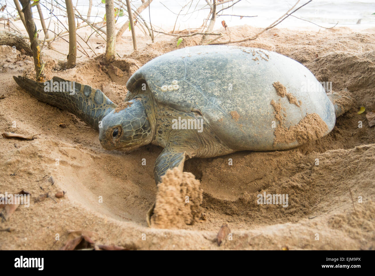 Green turtle nesting on the beach, Chelonia mydas, Matapica, Suriname ...