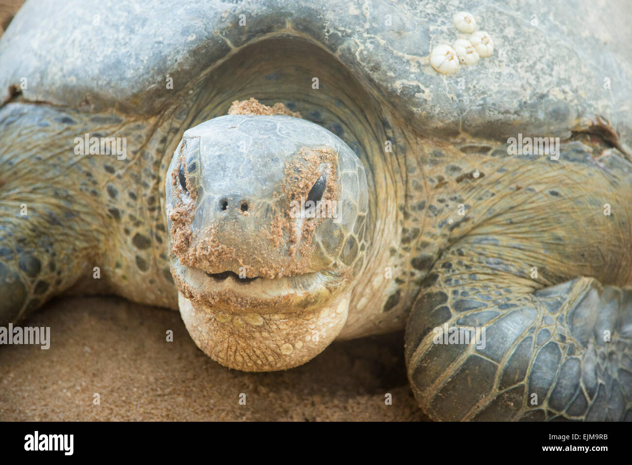 Green turtle nesting on the beach, Chelonia mydas, Matapica, Suriname ...