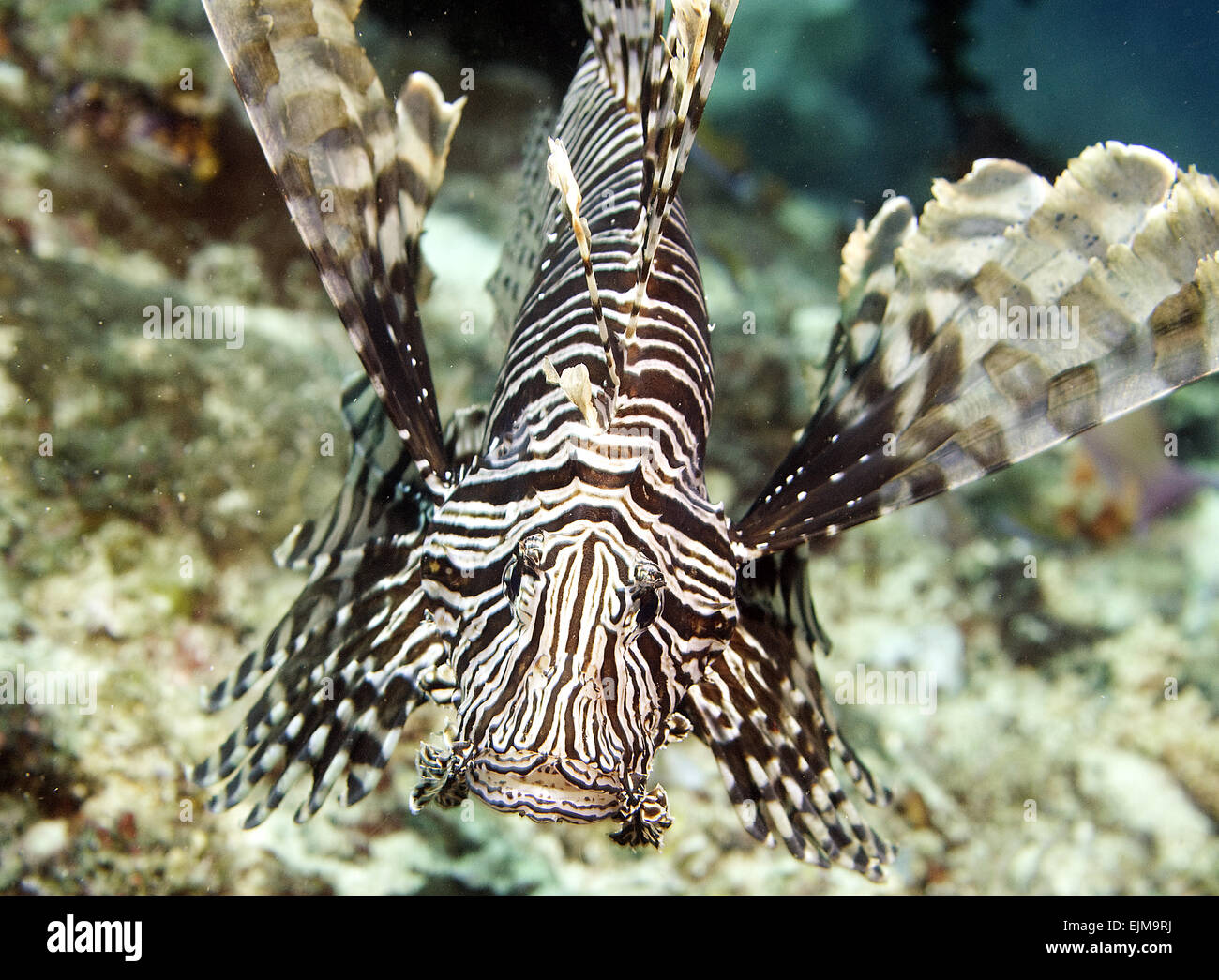 ‌The Indian lionfish (Pterois muricata) photographed in Raja Ampat ...