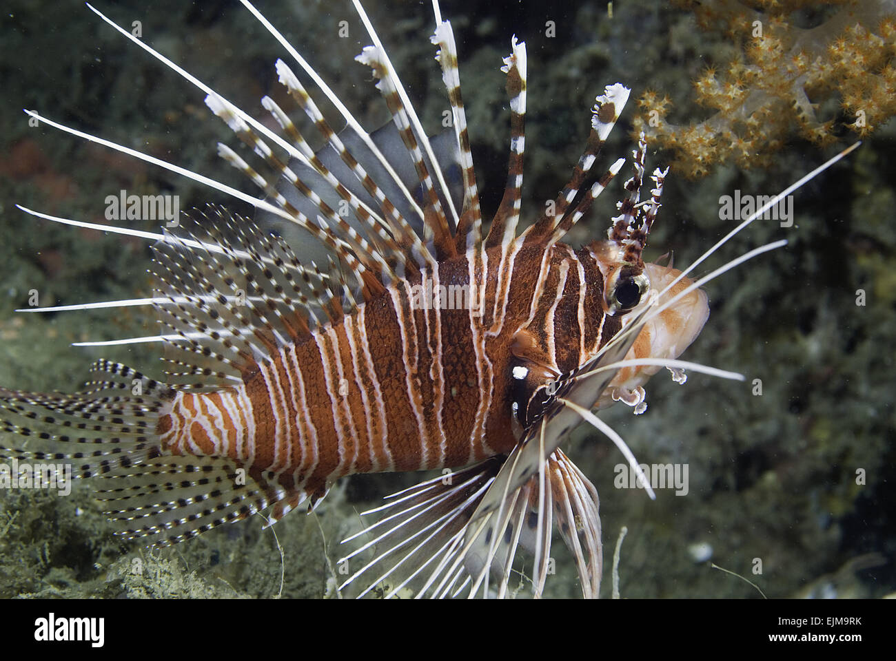 Spotfin lionfish in Raja Ampat, Indonesia Stock Photo - Alamy