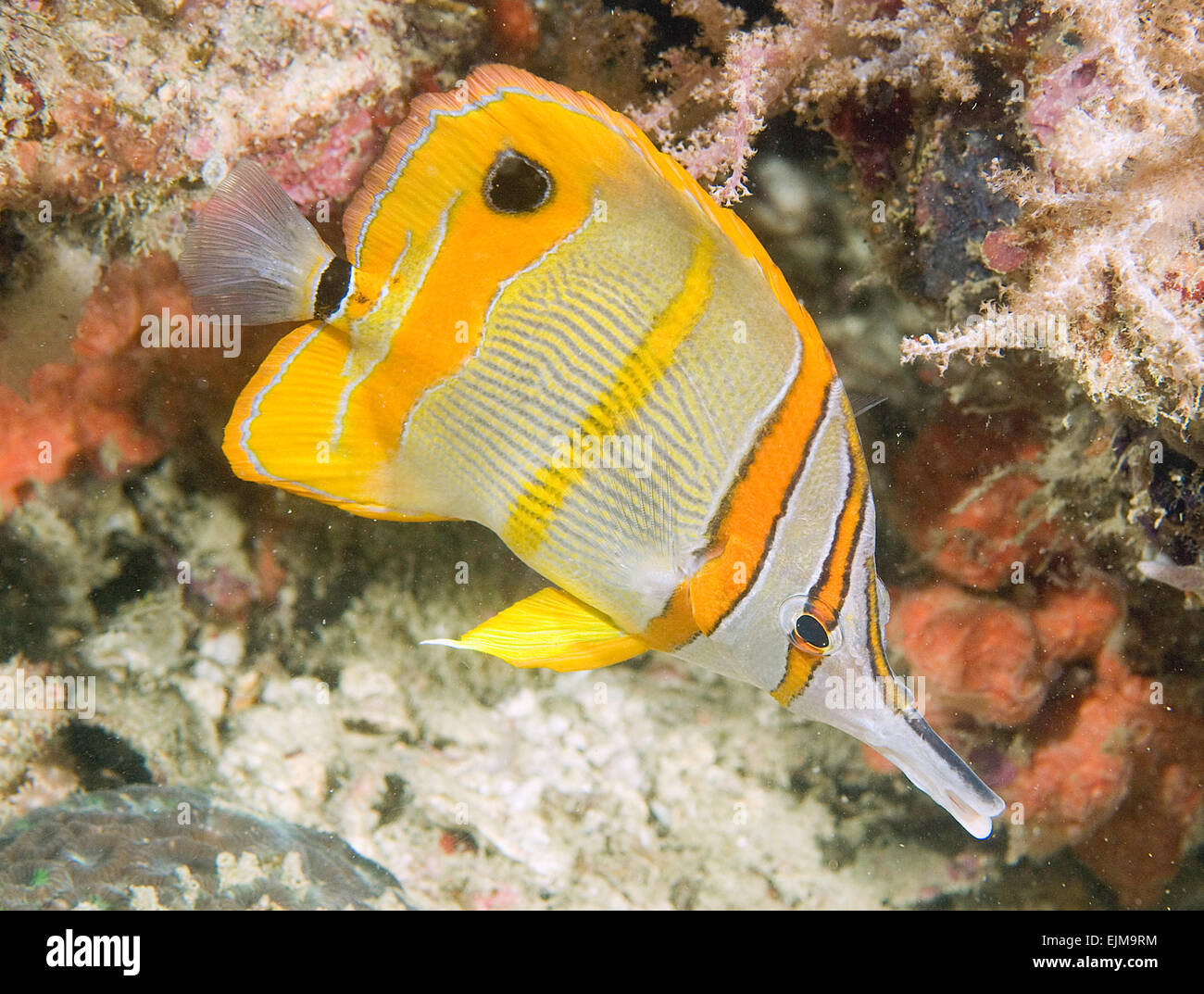 A long-beaked coralfish in Raja Ampat, Indonesia Stock Photo - Alamy