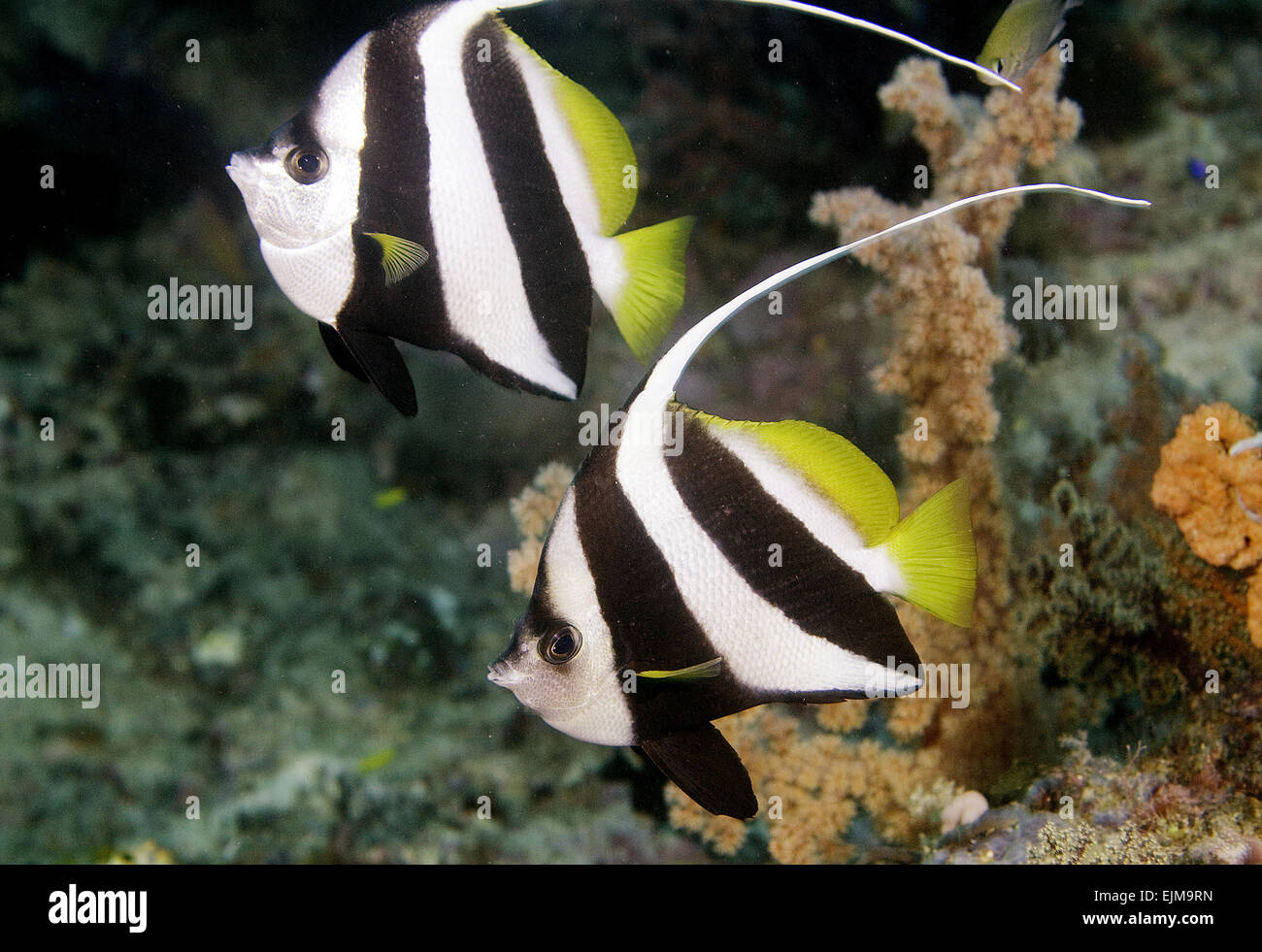 Longfin hi-res stock photography and images - Alamy