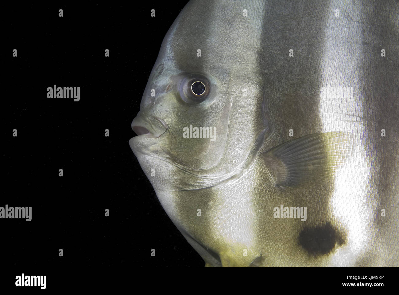 Spadefish underwater hi-res stock photography and images - Alamy
