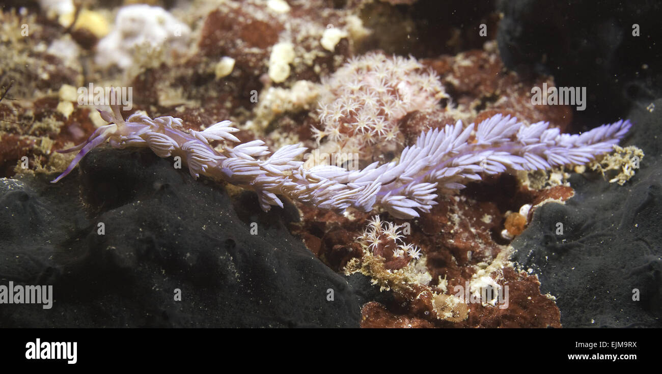 A nudibranch (Pteraeolidia ianthina) in Raja Ampat, Indonesia Stock ...