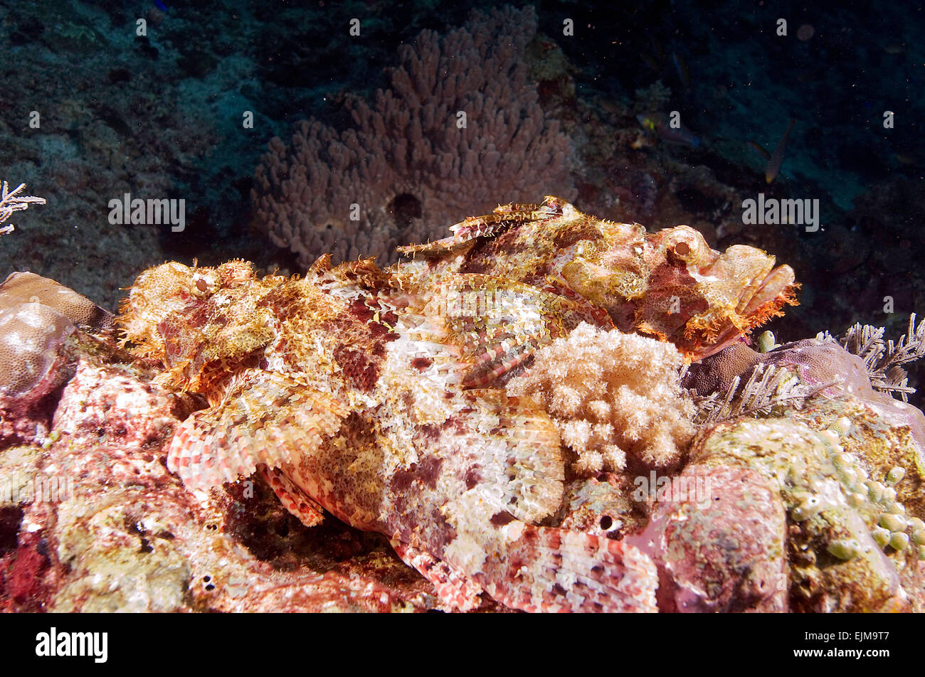 The tasseled scorpionfish is a carnivorous fish with venomous spines ...