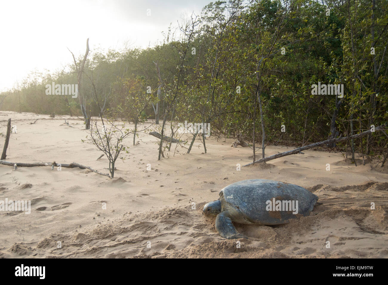 Green turtle returning to the sea after nesting on the beach, Chelonia ...