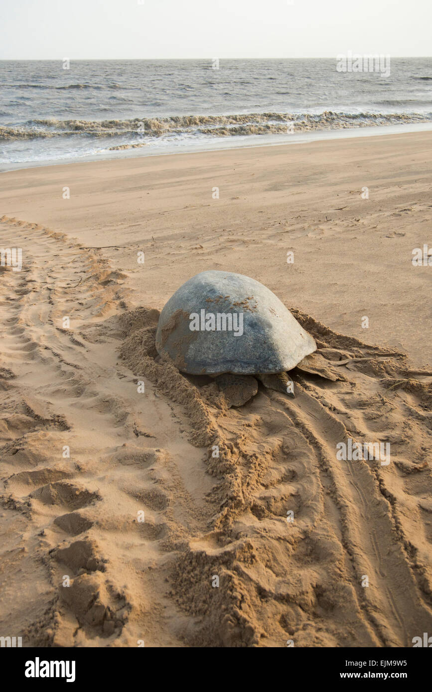 Green turtle returning to the sea after nesting on the beach, Chelonia ...