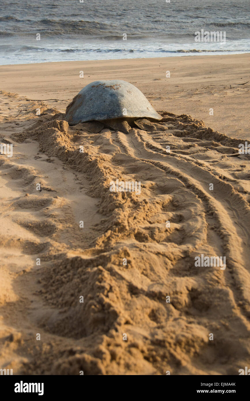 Green turtle returning to the sea after nesting on the beach, Chelonia ...
