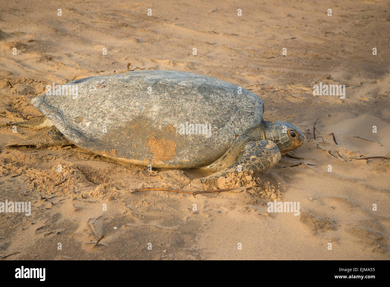 Green turtle returning to the sea after nesting on the beach, Chelonia ...