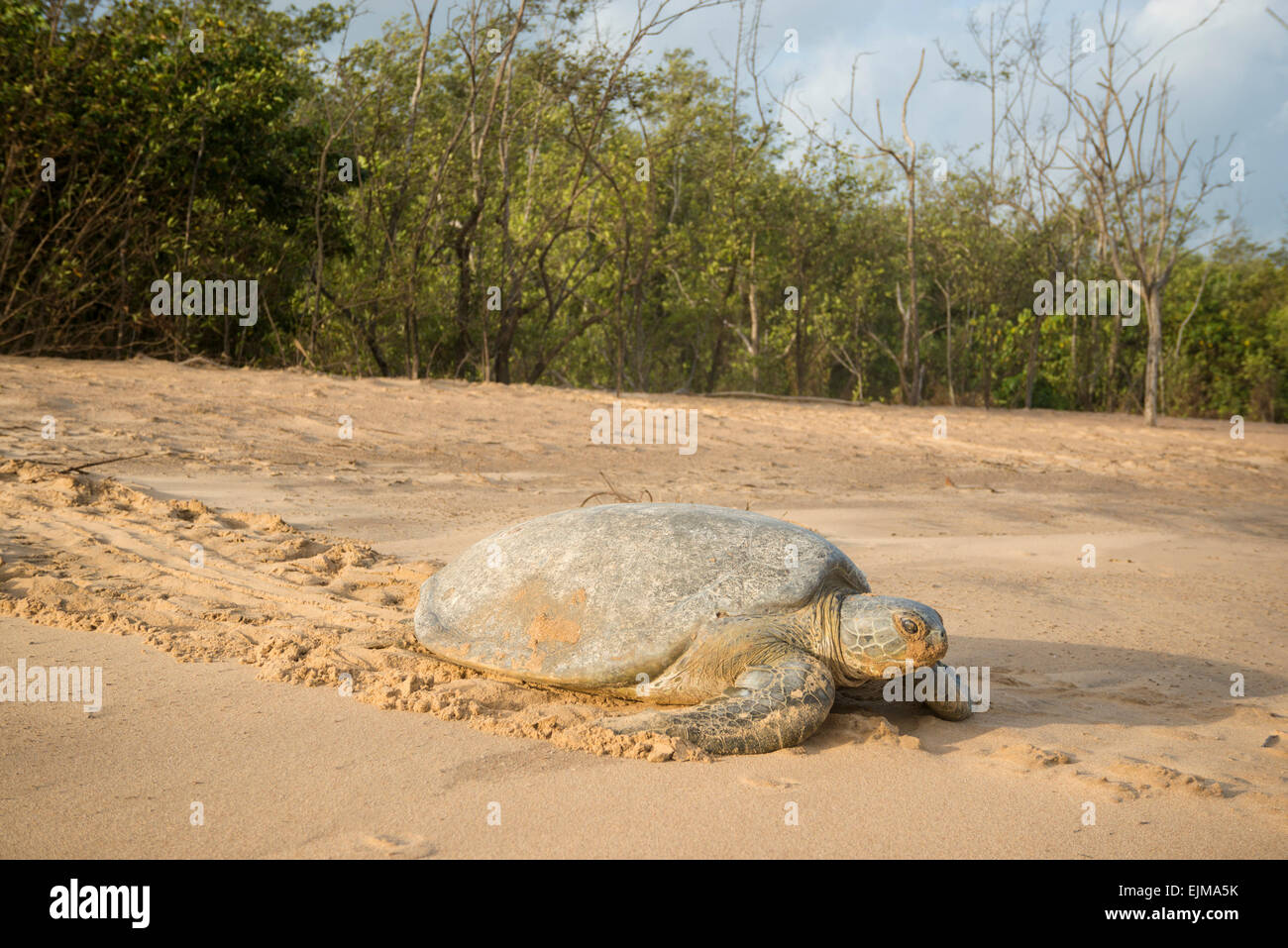 Green turtle returning to the sea after nesting on the beach, Chelonia ...
