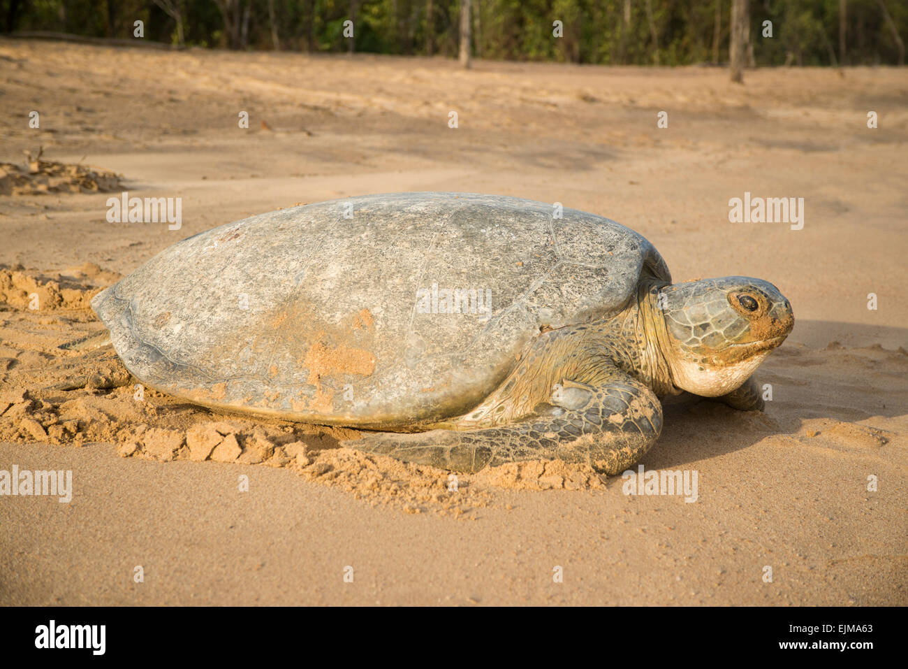 Green turtle returning to the sea after nesting on the beach, Chelonia ...