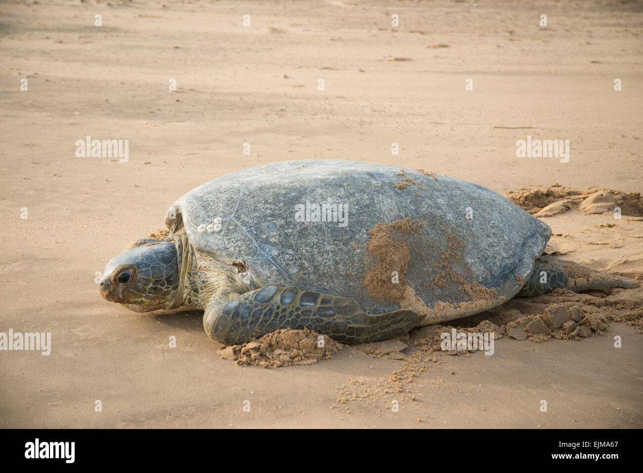 Green turtle returning to the sea after nesting on the beach, Chelonia ...
