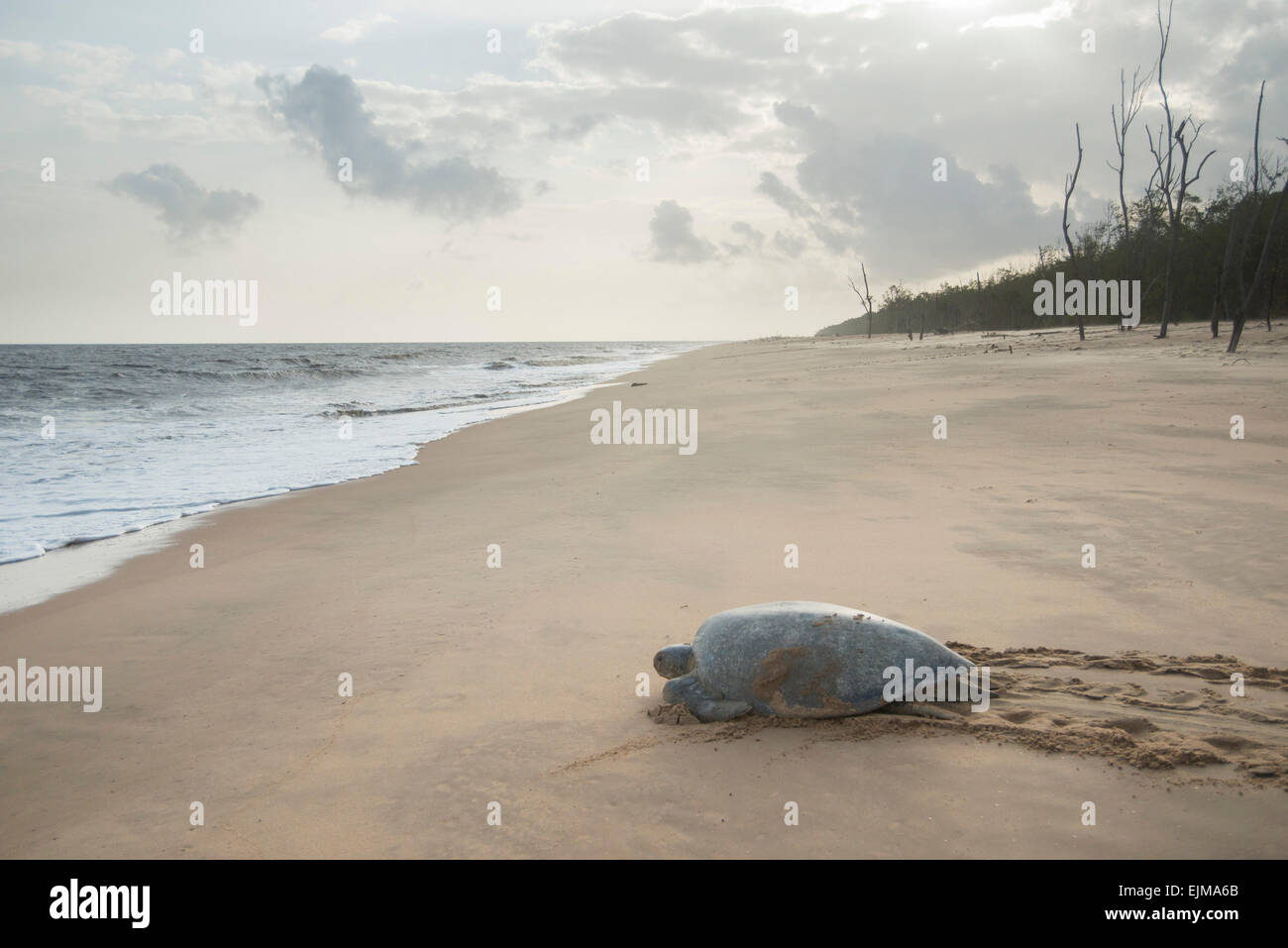 Green turtle returning to the sea after nesting on the beach, Chelonia ...