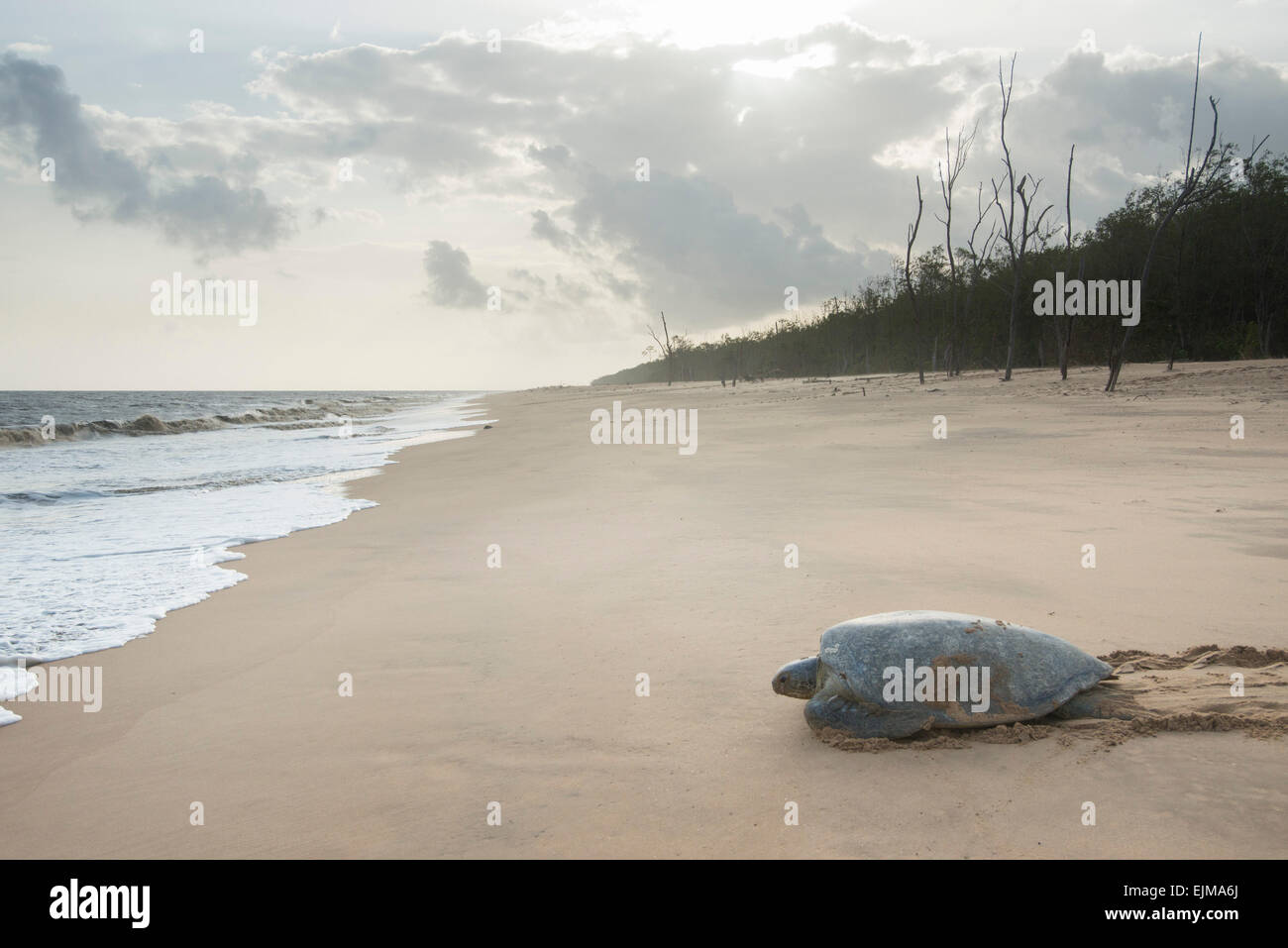 Green turtle returning to the sea after nesting on the beach, Chelonia ...