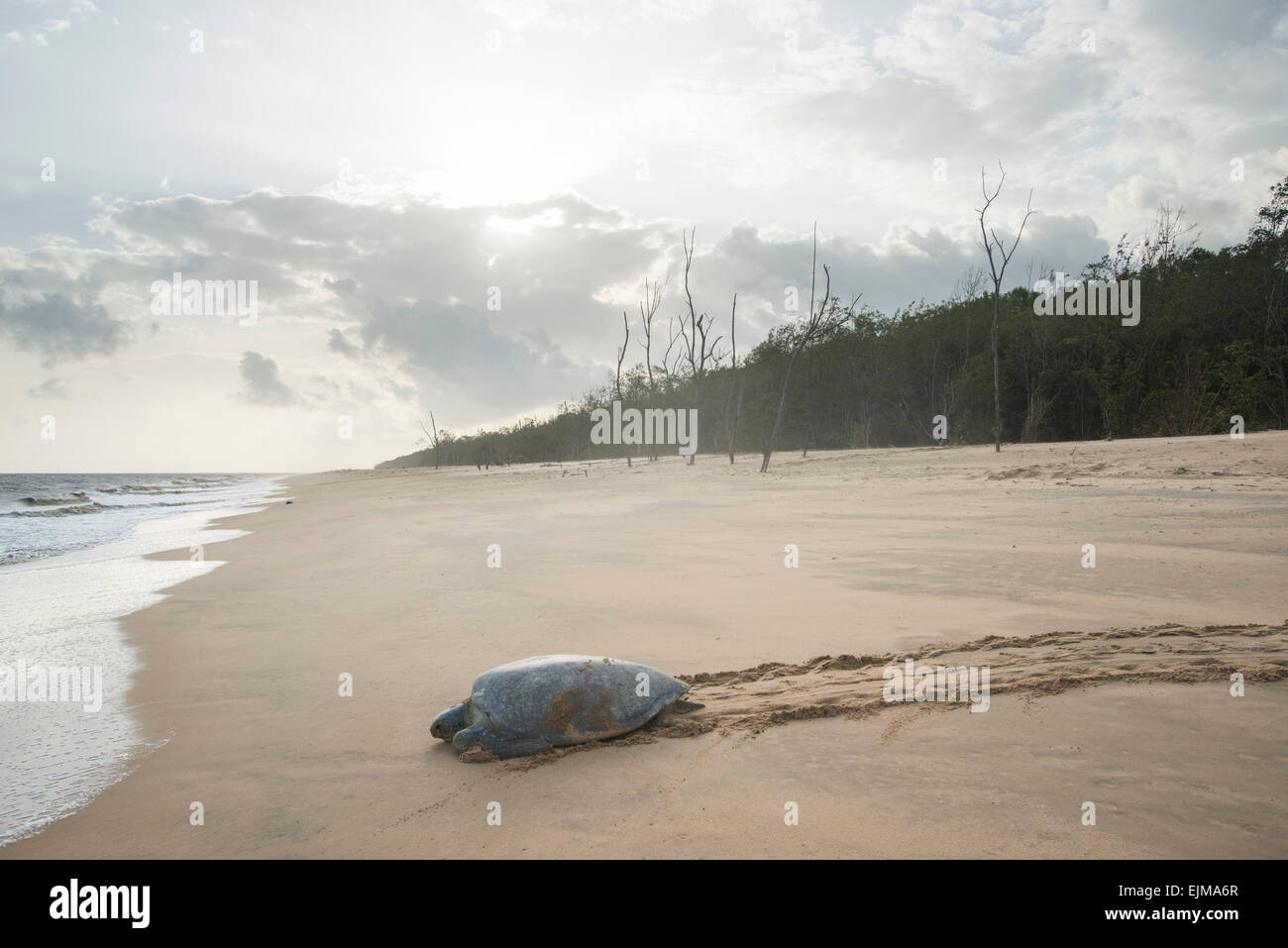 Green turtle returning to the sea after nesting on the beach, Chelonia ...