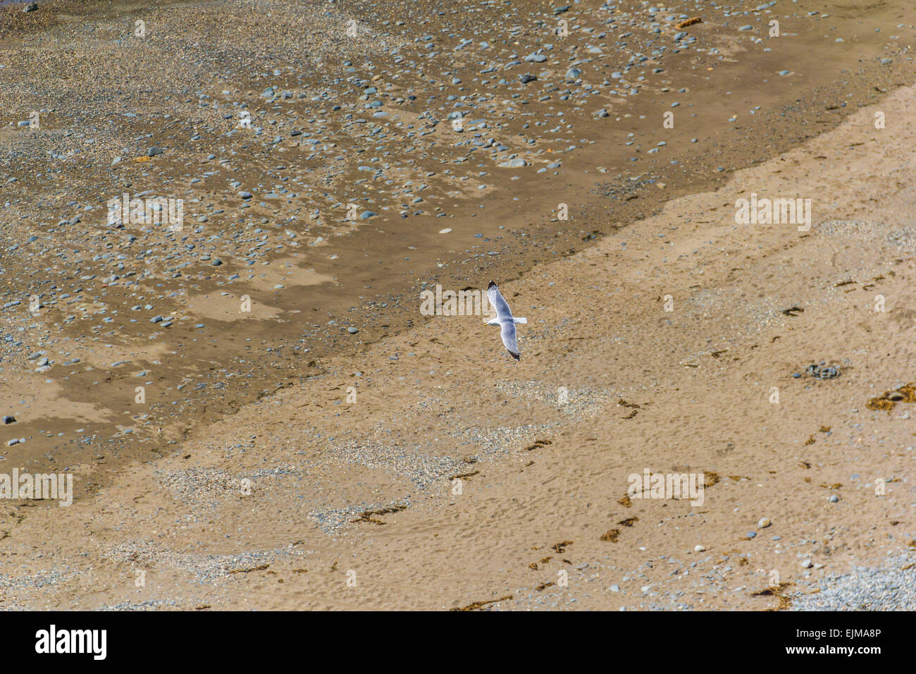 Flying bird from above hi-res stock photography and images - Alamy