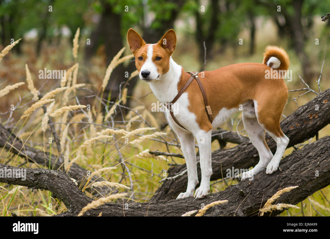 Basenji dog - troop leader on the tree branch looking into the distance ...