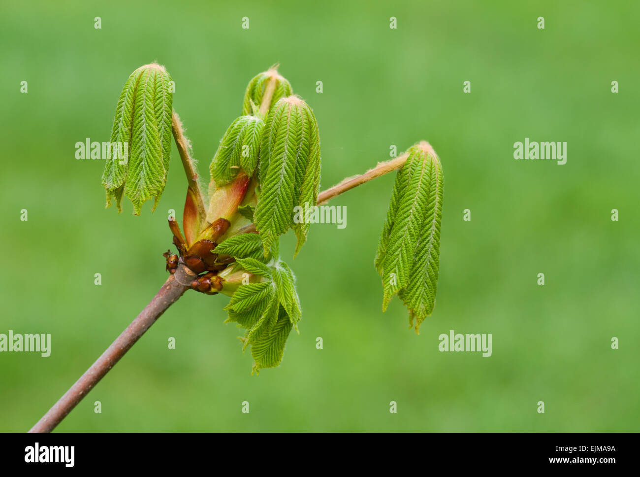 Start of the life on a small chestnut tree branch Stock Photo - Alamy