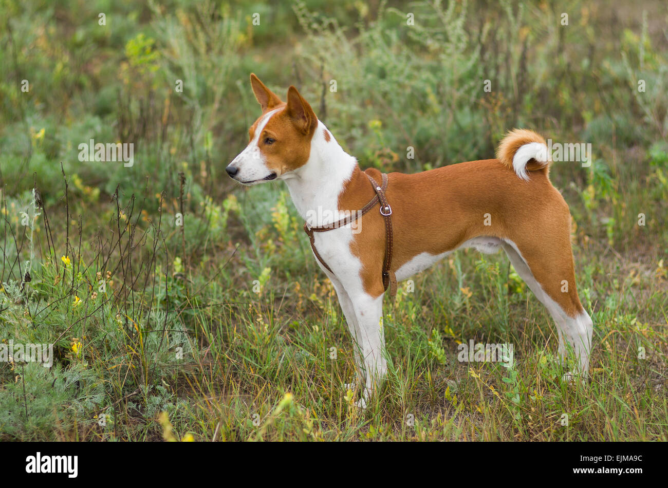 Cute Basenji dog - troop leader in the wild grass Stock Photo - Alamy