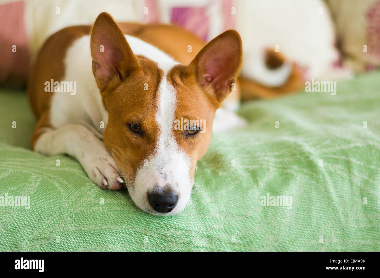 Indoor portrait of basenji dog lying at the bed and waiting for the ...