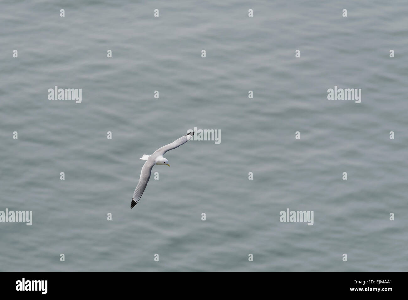 1 one kittiwake in flight hi-res stock photography and images - Alamy