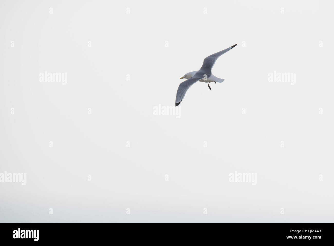 Kittiwake flying high above the sea at Seaford Head, East Sussex Stock ...