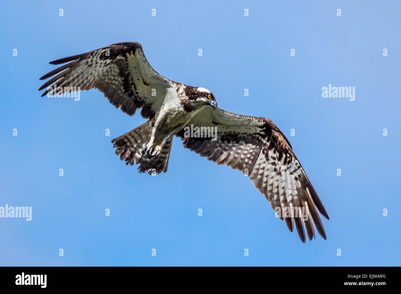 Osprey (Pandion haliaetus Stock Photo - Alamy