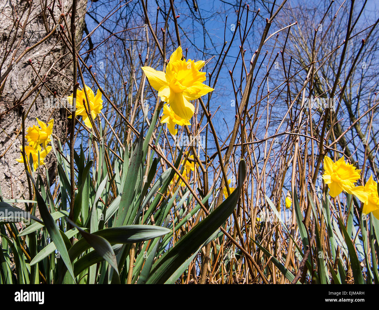 Yellow daffodils at the base of a tree in Marbury Country Park ...