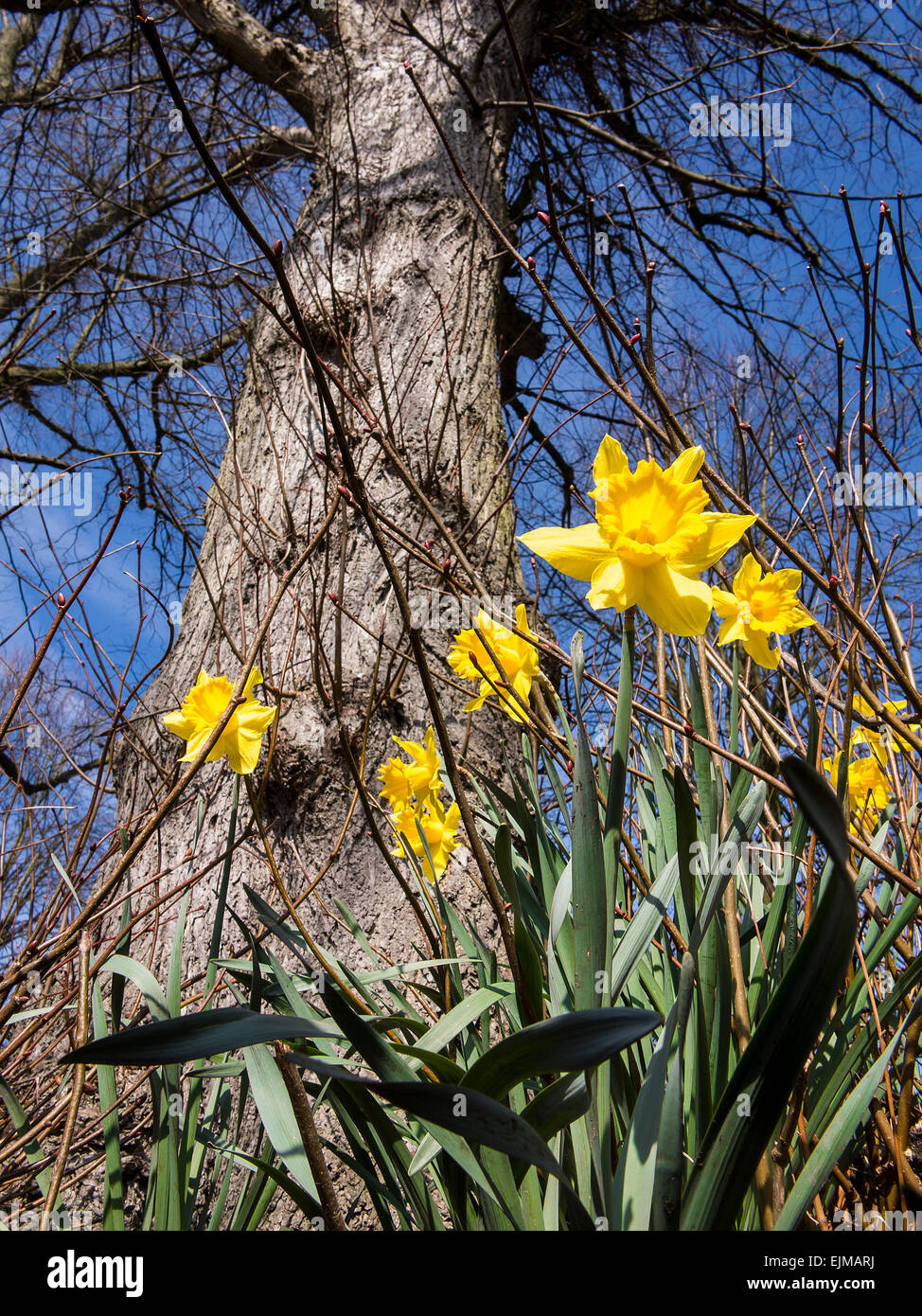 Yellow daffodils at the base of a tree in Marbury Country Park ...