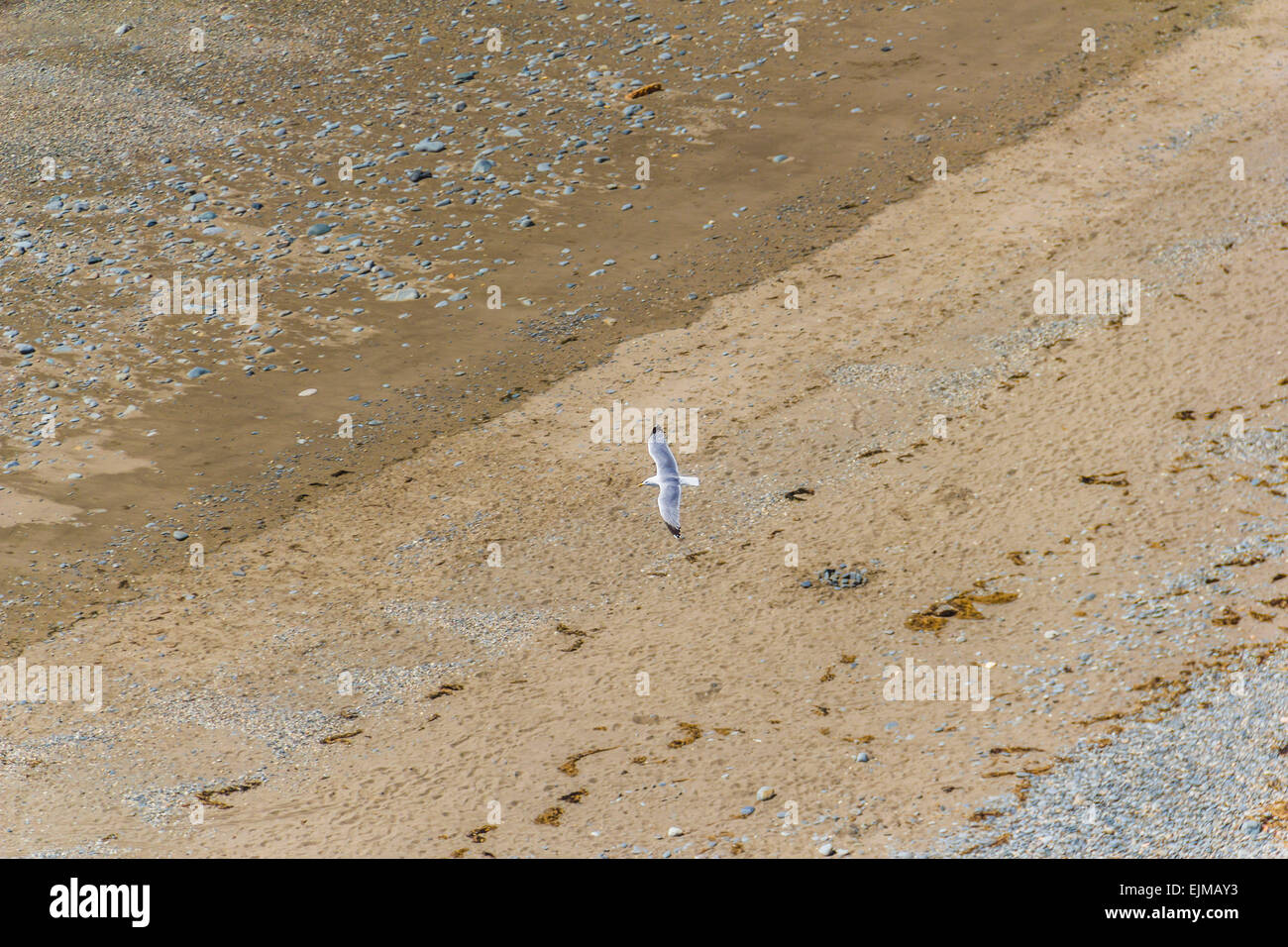 Flying bird from above hi-res stock photography and images - Alamy