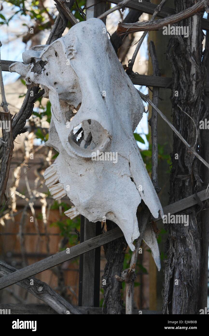 Cow skull bones hi-res stock photography and images - Alamy