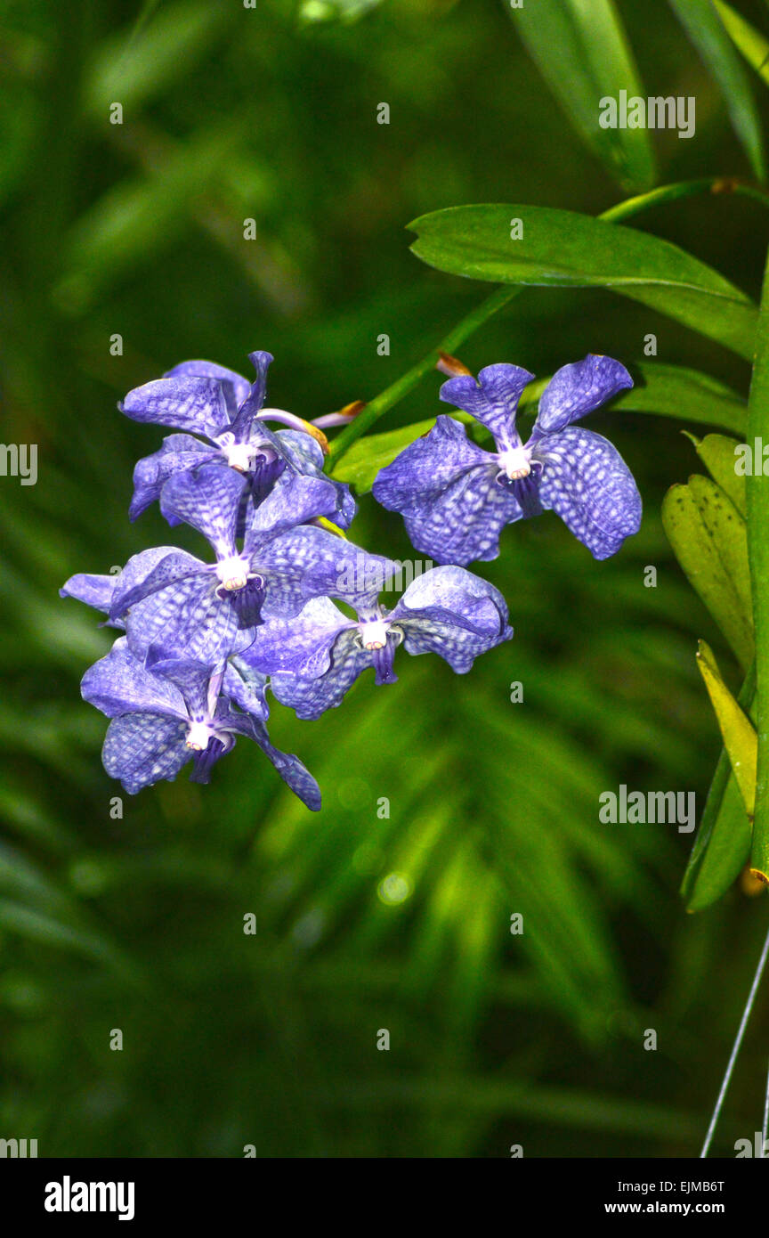 Blue orchids hi-res stock photography and images - Alamy