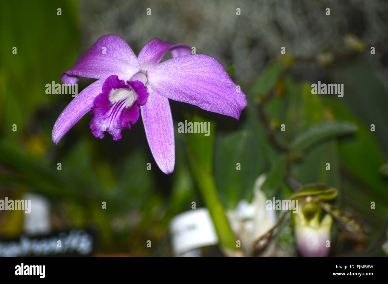 Purple orchids hi-res stock photography and images - Alamy