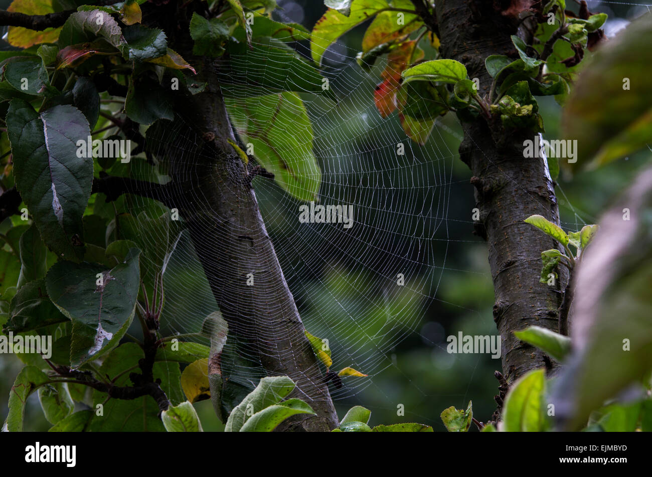Spiders web in front of lush spring green background Stock Photo - Alamy