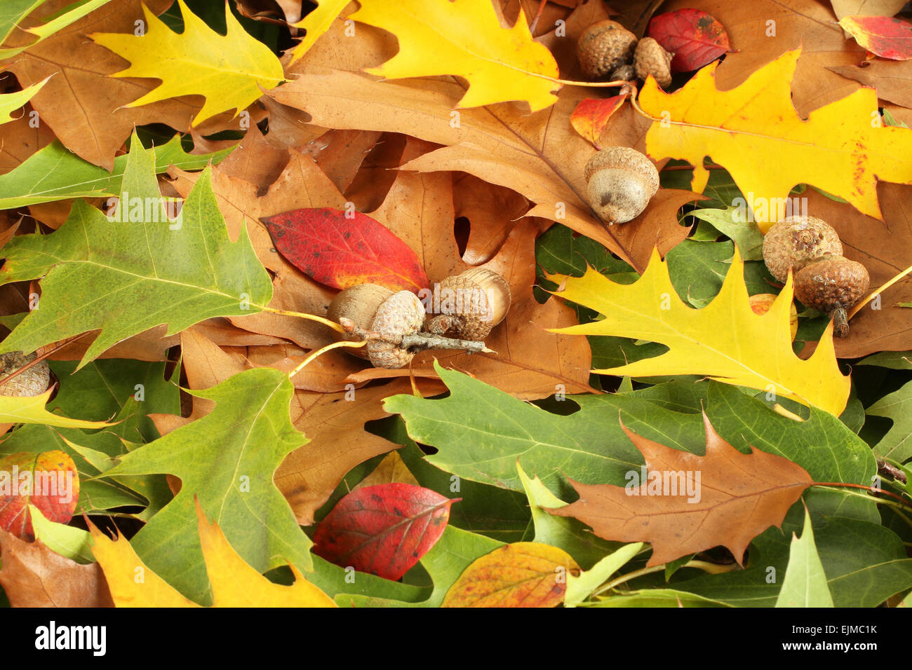Autumn leaves background - oak leaves and acorns Stock Photo - Alamy