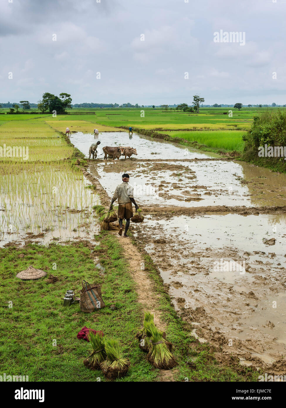 Men and women using traditional wooden plough and oxen plough paddy ...