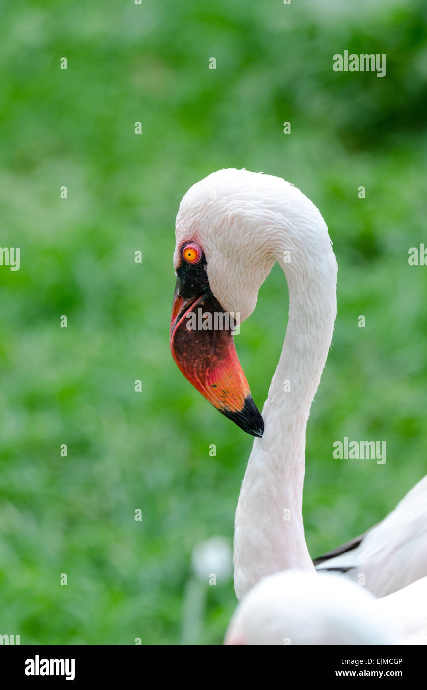 Real Yellow Flamingos