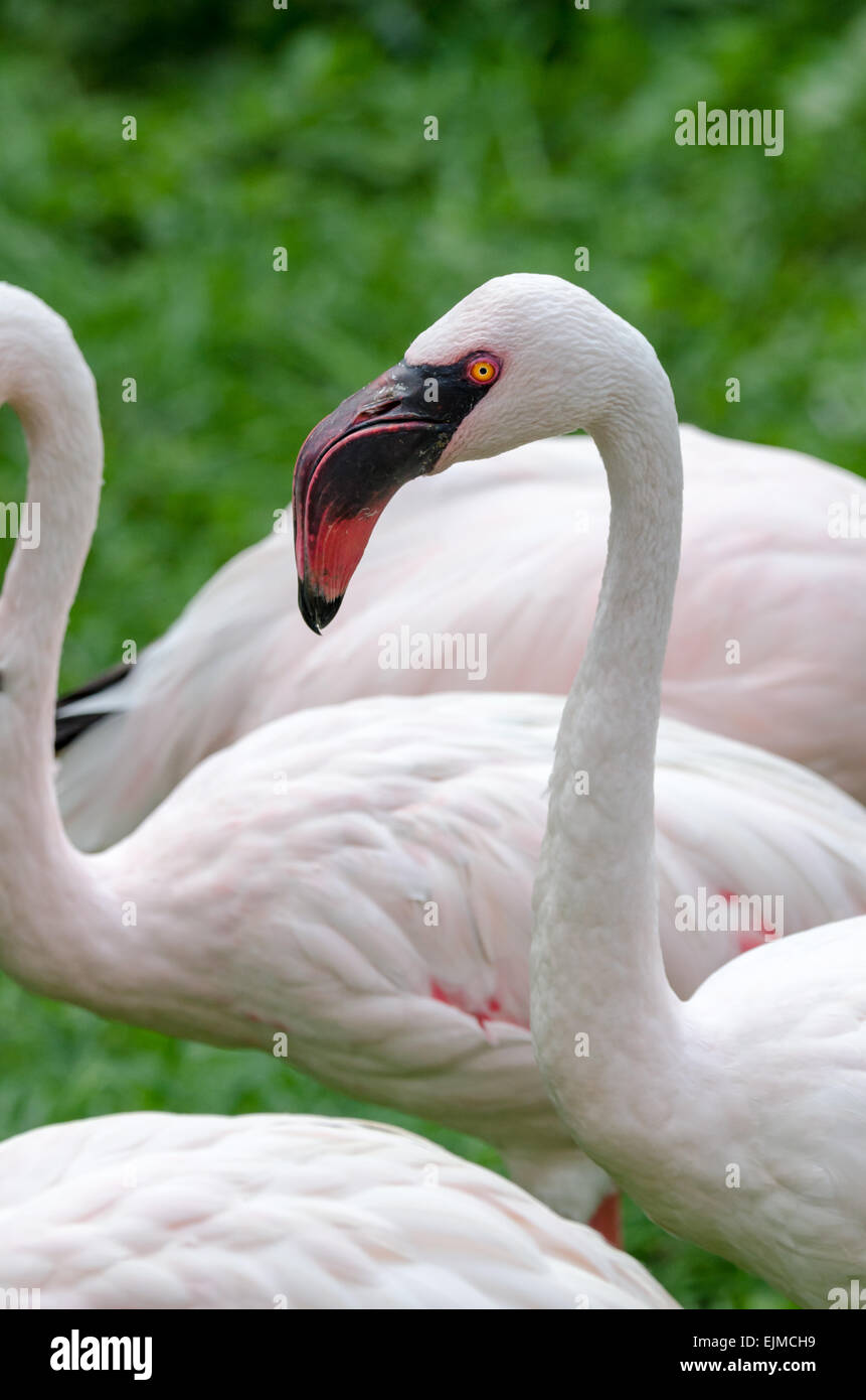 Real Yellow Flamingos