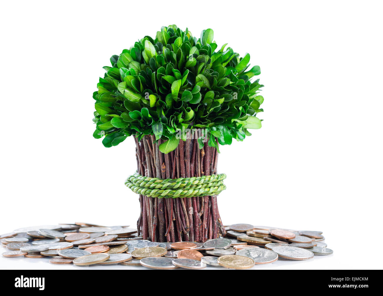 Money tree coins hi-res stock photography and images - Alamy