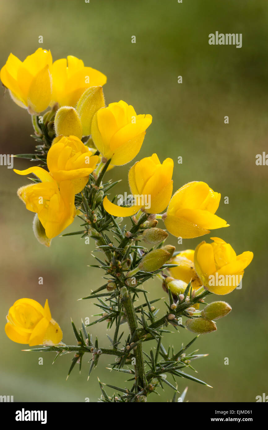 Double flowers of the spring flowering gorse, Ulex europaeus 'Flore ...