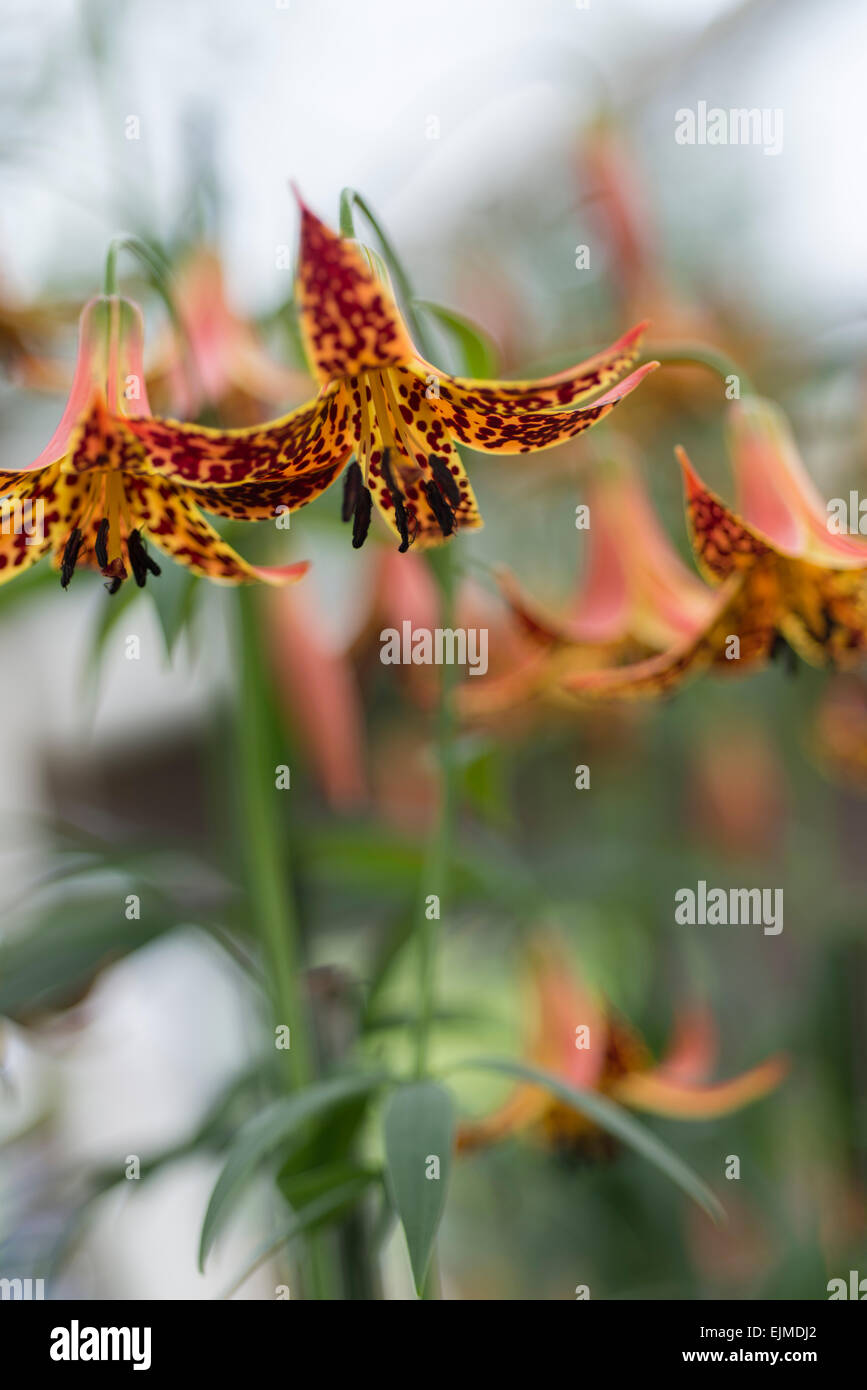 Canada lily hi-res stock photography and images - Alamy