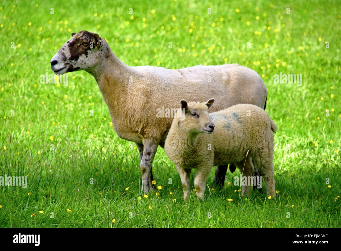 Sheep with Lamb Stock Photo - Alamy